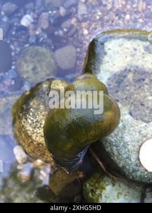 Chinese Mystery Snail (Cipangopaludina chinensis Stock Photo - Alamy