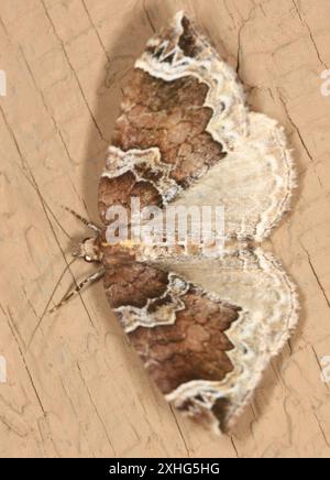 Northwestern Phoenix Moth (Eulithis xylina) Insecta Stock Photo - Alamy