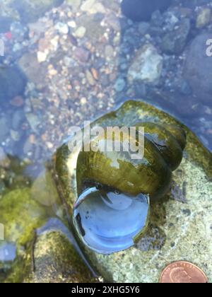 Chinese Mystery Snail (Cipangopaludina chinensis Stock Photo - Alamy