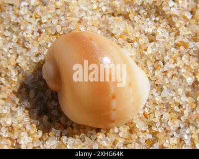 Butterfly-Wing Sand Shell (Glyphepithema alapapilionis Stock Photo - Alamy