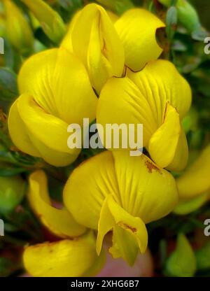 Vlei Honeybush (Cyclopia subternata Stock Photo - Alamy