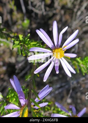 Common Fine Felicia (Felicia filifolia filifolia Stock Photo - Alamy