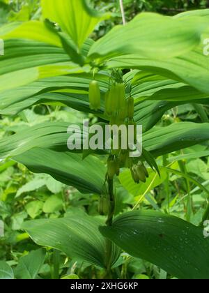 giant Solomon's seal (Polygonatum biflorum commutatum Stock Photo - Alamy