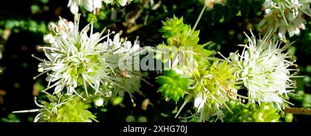 Garlic Buchu (Agathosma apiculata Stock Photo - Alamy