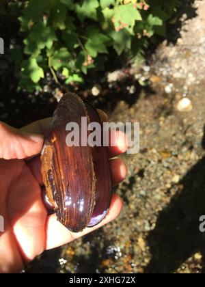 Western Pearlshell (Margaritifera falcata Stock Photo - Alamy
