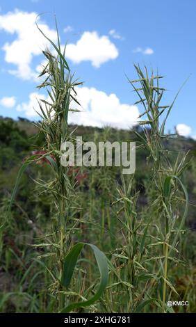 Broad-leaved Turpentine Grass (Cymbopogon caesius Stock Photo - Alamy