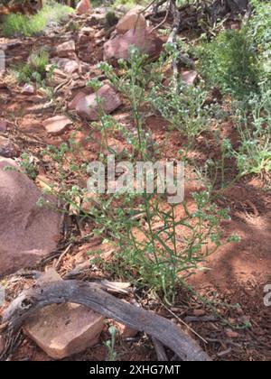 Wingnut Cryptantha (Cryptantha pterocarya Stock Photo - Alamy