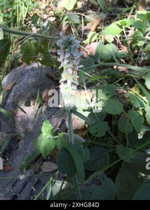 whitestem hedgenettle (Stachys albens Stock Photo - Alamy
