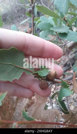 Torrey's Hybrid Oak (Quercus × acutidens) Plantae Stock Photo - Alamy