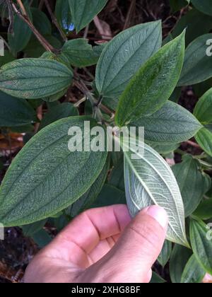 Glory bush (Pleroma urvilleanum Stock Photo - Alamy