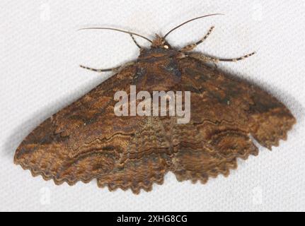 Lunate Zale Moth (Zale lunata Stock Photo - Alamy