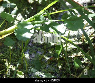 floating marsh pennywort (Hydrocotyle ranunculoides) Plantae Stock ...