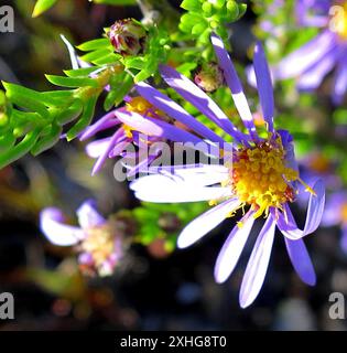 Fine Felicia (Felicia filifolia Stock Photo - Alamy