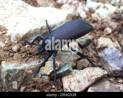 Obscure Darkling Beetle Stock Photo - Alamy