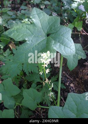 California manroot (Marah fabacea Stock Photo - Alamy