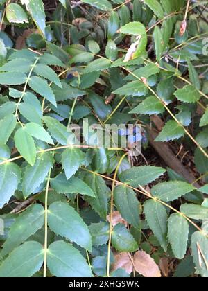 Cascade Oregon-grape (Berberis nervosa) Plantae Stock Photo - Alamy