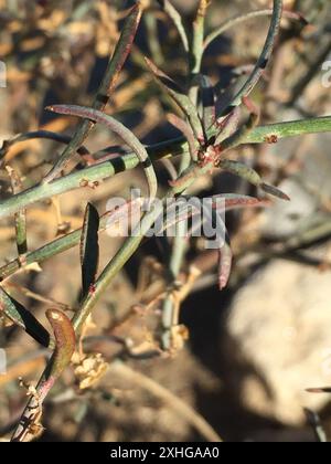 Narrow-leaved Stillingia (Stillingia linearifolia Stock Photo - Alamy