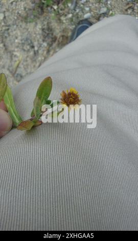 Spanish False Fleabane (Pulicaria paludosa Stock Photo - Alamy