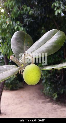 Madagascar Olive (Noronhia emarginata Stock Photo - Alamy
