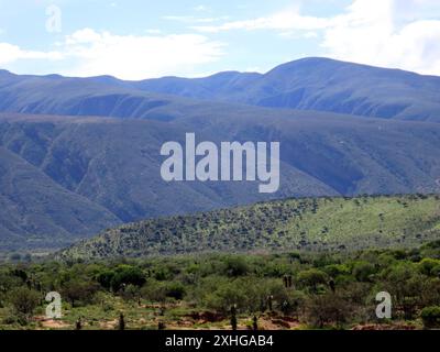Gwarrie (Euclea undulata Stock Photo - Alamy