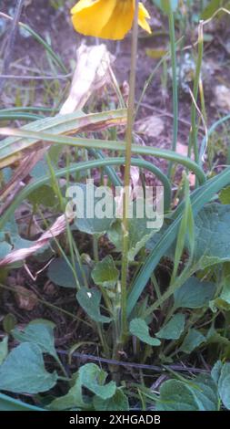California Golden Violet (Viola pedunculata) Plantae Stock Photo - Alamy