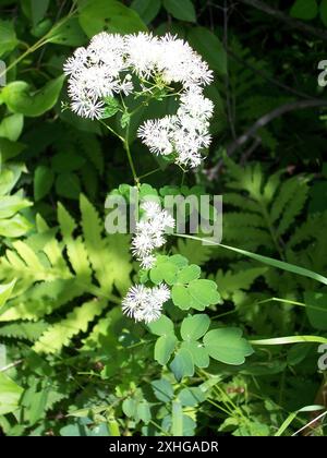 tall meadow-rue (Thalictrum pubescens) Plantae Stock Photo - Alamy