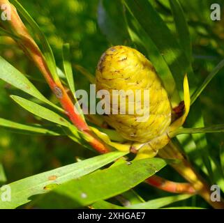 Gumleaf Conebush (Leucadendron eucalyptifolium Stock Photo - Alamy