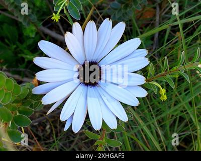 African oxeye (Dimorphotheca nudicaulis Stock Photo - Alamy