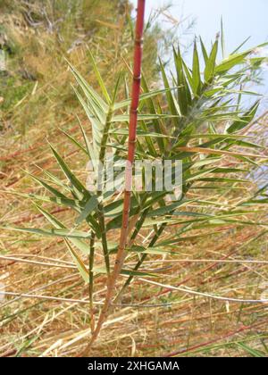 African Reed (Phragmites mauritianus Stock Photo - Alamy