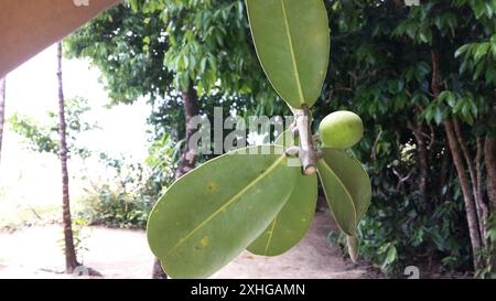 Madagascar Olive (Noronhia emarginata Stock Photo - Alamy