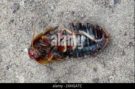 Cape Mountain Cockroach (Aptera fusca) adult female, Otter Trail ...