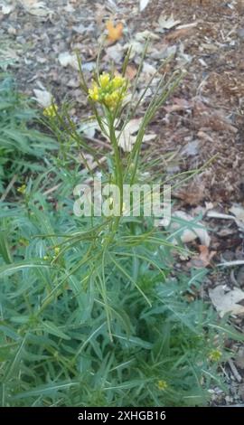 London-rocket - Sisymbrium irio Stock Photo - Alamy