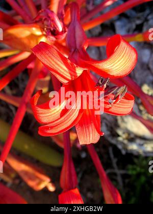 candelabra lily (Brunsvigia orientalis Stock Photo - Alamy