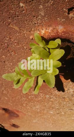 Nested Polypody (Polypodium calirhiza Stock Photo - Alamy