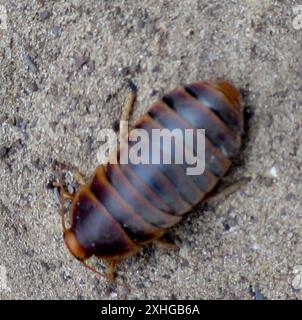 Cape Mountain Cockroach (Aptera fusca Stock Photo - Alamy
