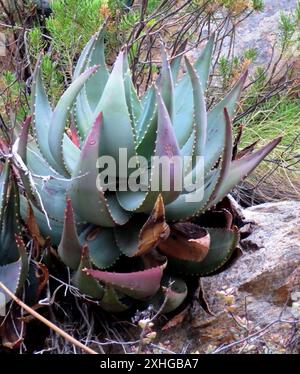 Mitre Aloe Complex (Aloe perfoliata Stock Photo - Alamy