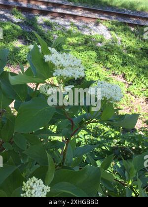Round-leaved Dogwood (Cornus rugosa) Plantae Stock Photo - Alamy