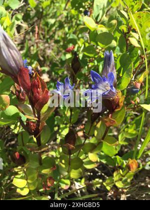 Mountain Bog Gentian (Gentiana calycosa) Plantae Stock Photo - Alamy