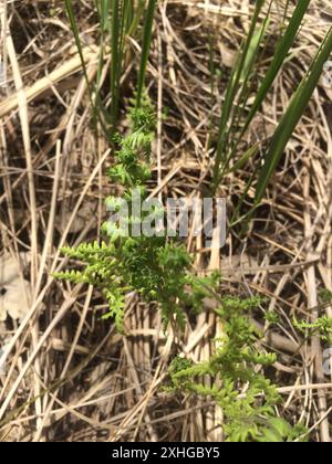 Eastern American marsh fern (Thelypteris palustris pubescens Stock ...