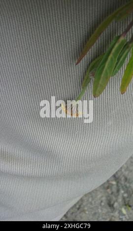 Spanish False Fleabane (Pulicaria paludosa) Plantae Stock Photo - Alamy