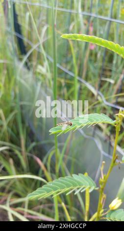 Maize Calligrapher (Toxomerus politus Stock Photo - Alamy