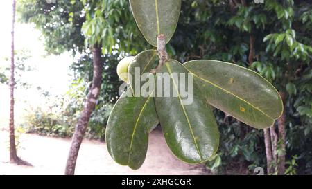 Madagascar Olive (Noronhia emarginata Stock Photo - Alamy