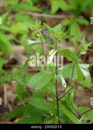 narrowleaf cow wheat (Melampyrum lineare) Plantae Stock Photo - Alamy
