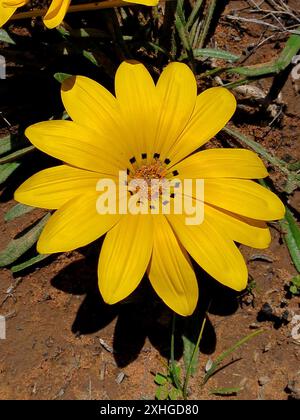 Butter Flower (Gazania krebsiana krebsiana Stock Photo - Alamy