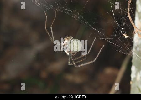 Nursery Web Spiders (Pisauridae Stock Photo - Alamy