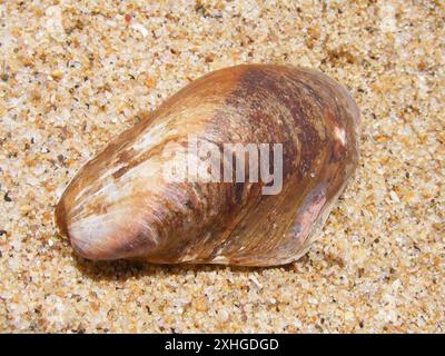 Ear Mussel (Modiolus auriculatus Stock Photo - Alamy