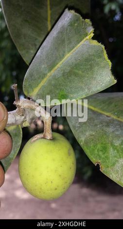 Madagascar Olive (Noronhia emarginata Stock Photo - Alamy