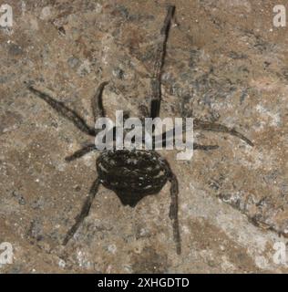 Bark Spiders (Caerostris Stock Photo - Alamy