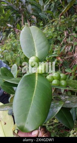 Bush Plum (Carissa spinarum Stock Photo - Alamy