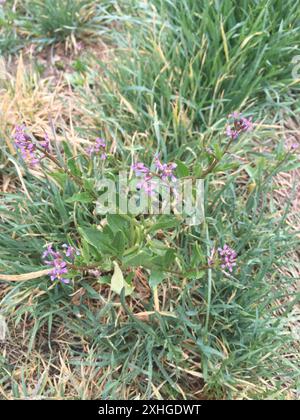 crossflower (Chorispora tenella Stock Photo - Alamy